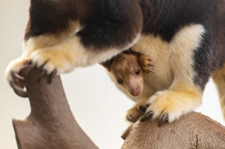 Cleveland Metroparks Zoo Celebrates Birth of Matschie’s Tree Kangaroo ...